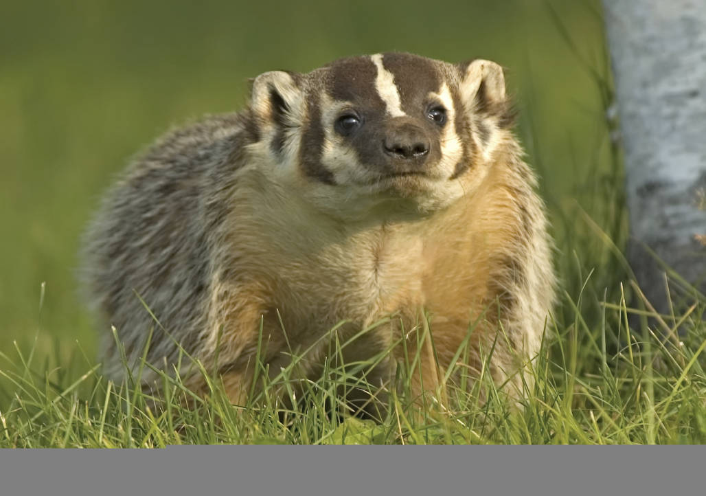The American Badger | Mountain Valley Living